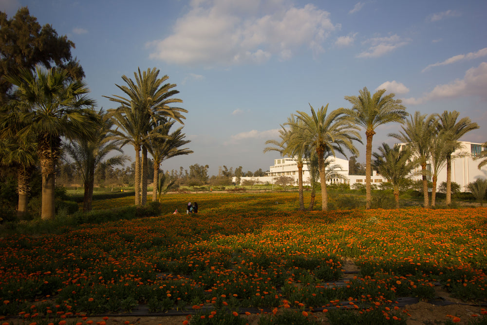 Under the Nile